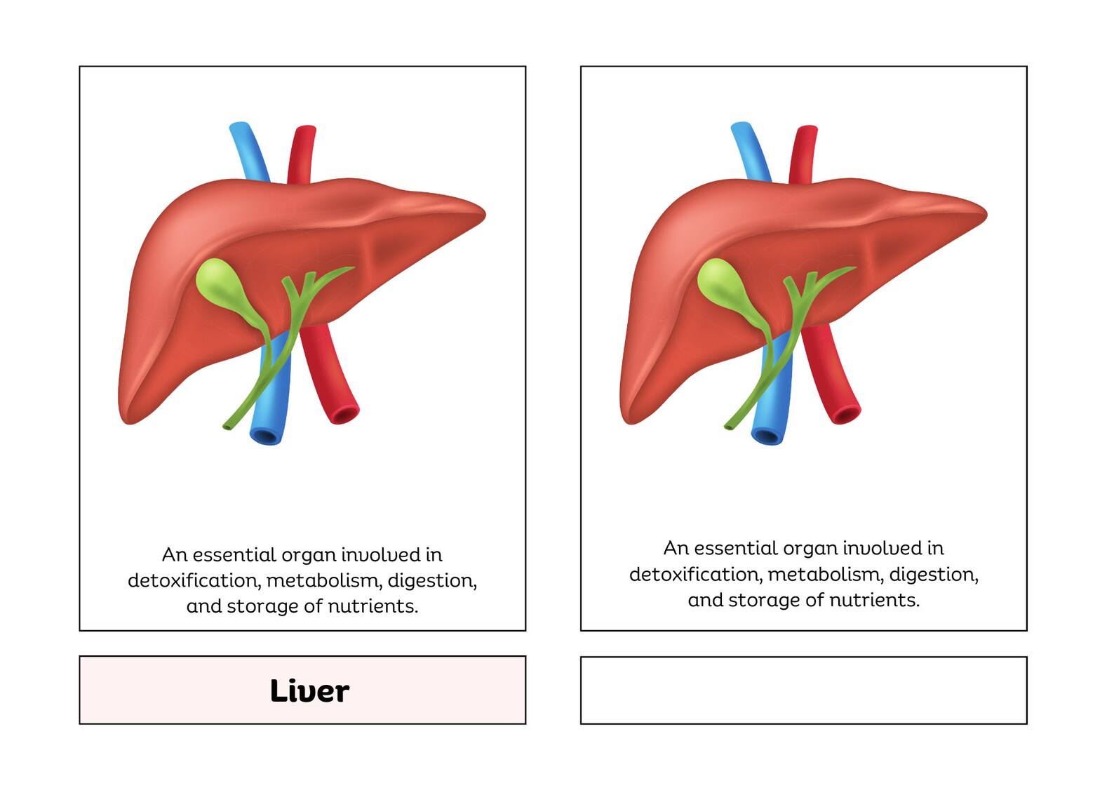 Printable Human Organ Flashcards for Kids | Science Preschool Printable ...