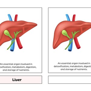 Printable Human Organ Flashcards for Kids | Science Preschool Printable ...