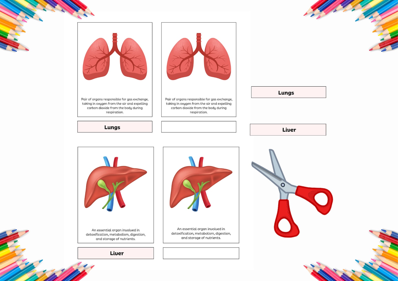 Printable Human Organ Flashcards for Kids | Science Preschool Printable ...