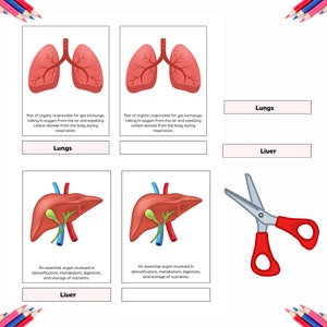 Printable Human Organ Flashcards for Kids | Science Preschool Printable ...