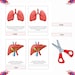 Printable Human Organ Flashcards for Kids | Science Preschool Printable ...