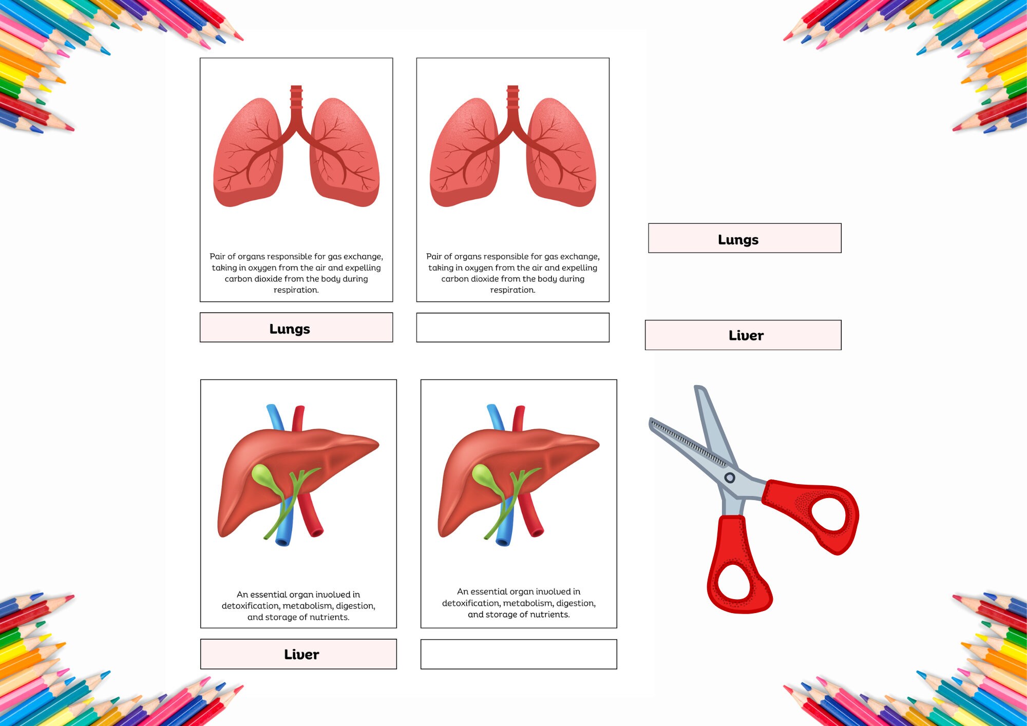 Printable Human Organ Flashcards for Kids | Science Preschool Printable ...