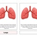 Printable Human Organ Flashcards for Kids | Science Preschool Printable ...