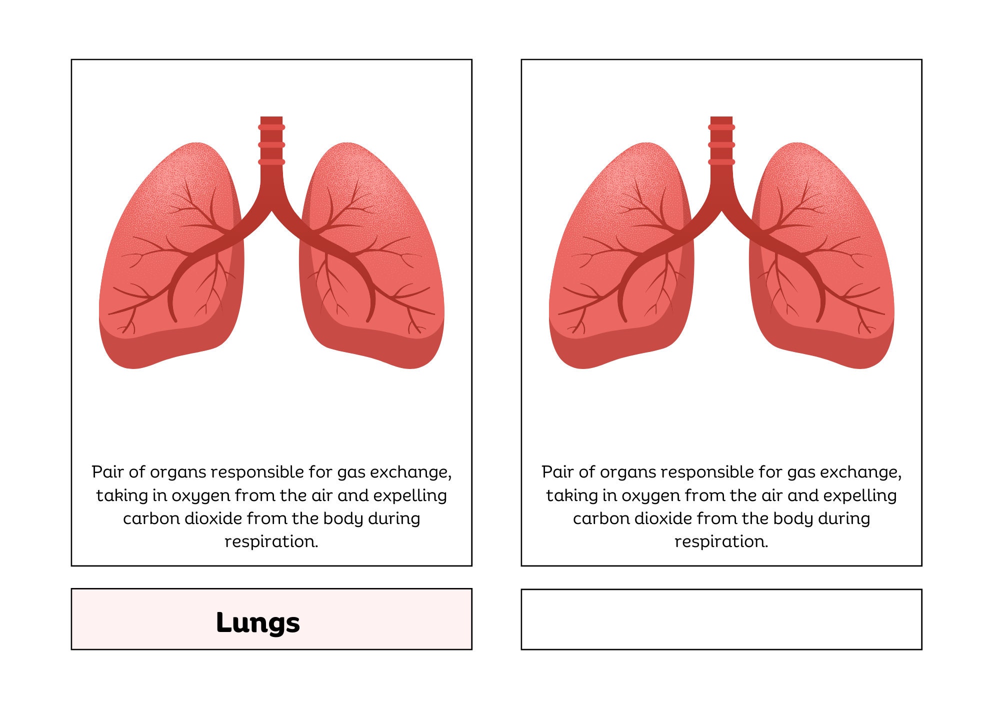 Printable Human Organ Flashcards for Kids | Science Preschool Printable ...