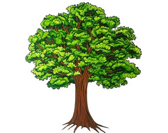 Molave Tree Drawing