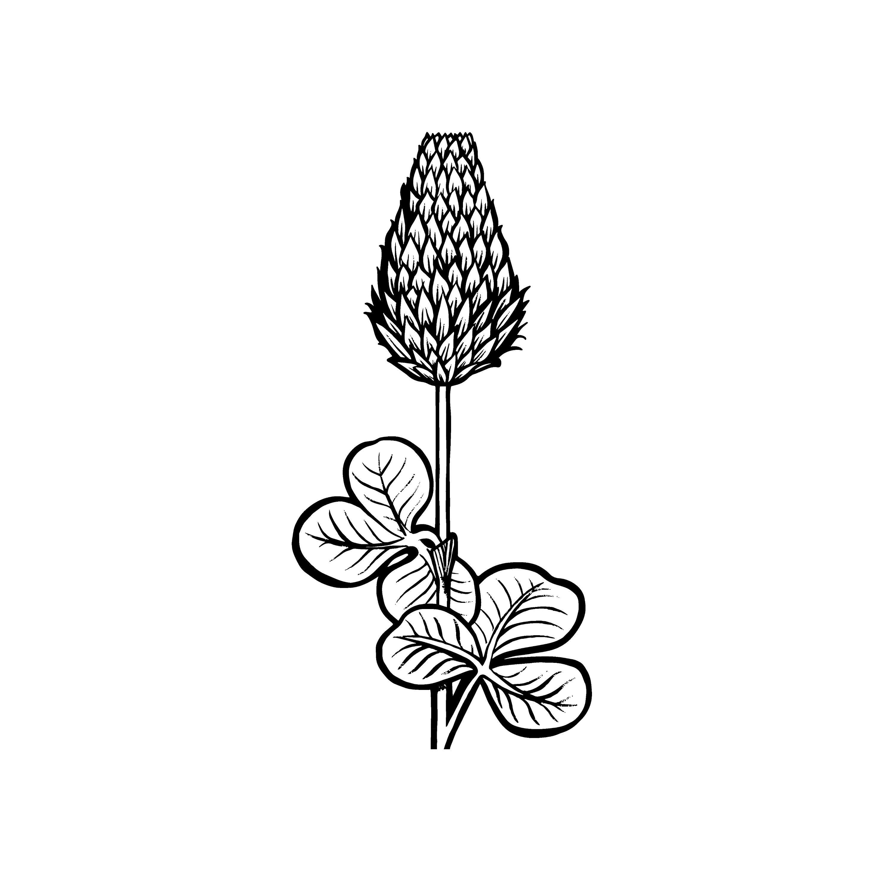 Clover Flower Drawing