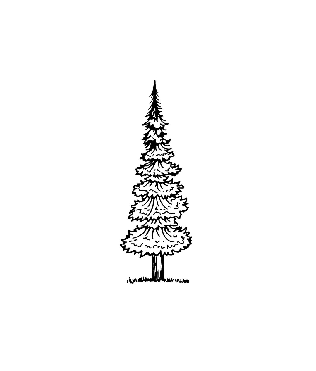 Black Outline Conifer Tree Digital Illustration PNG Download - Etsy