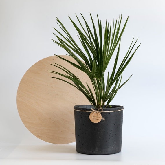 Concrete Pot Concrete Sheath Graphite XL | Etsy