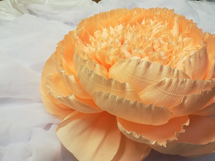 Crepe Paper Flower Template Peony Template Paper Peonies Etsy
