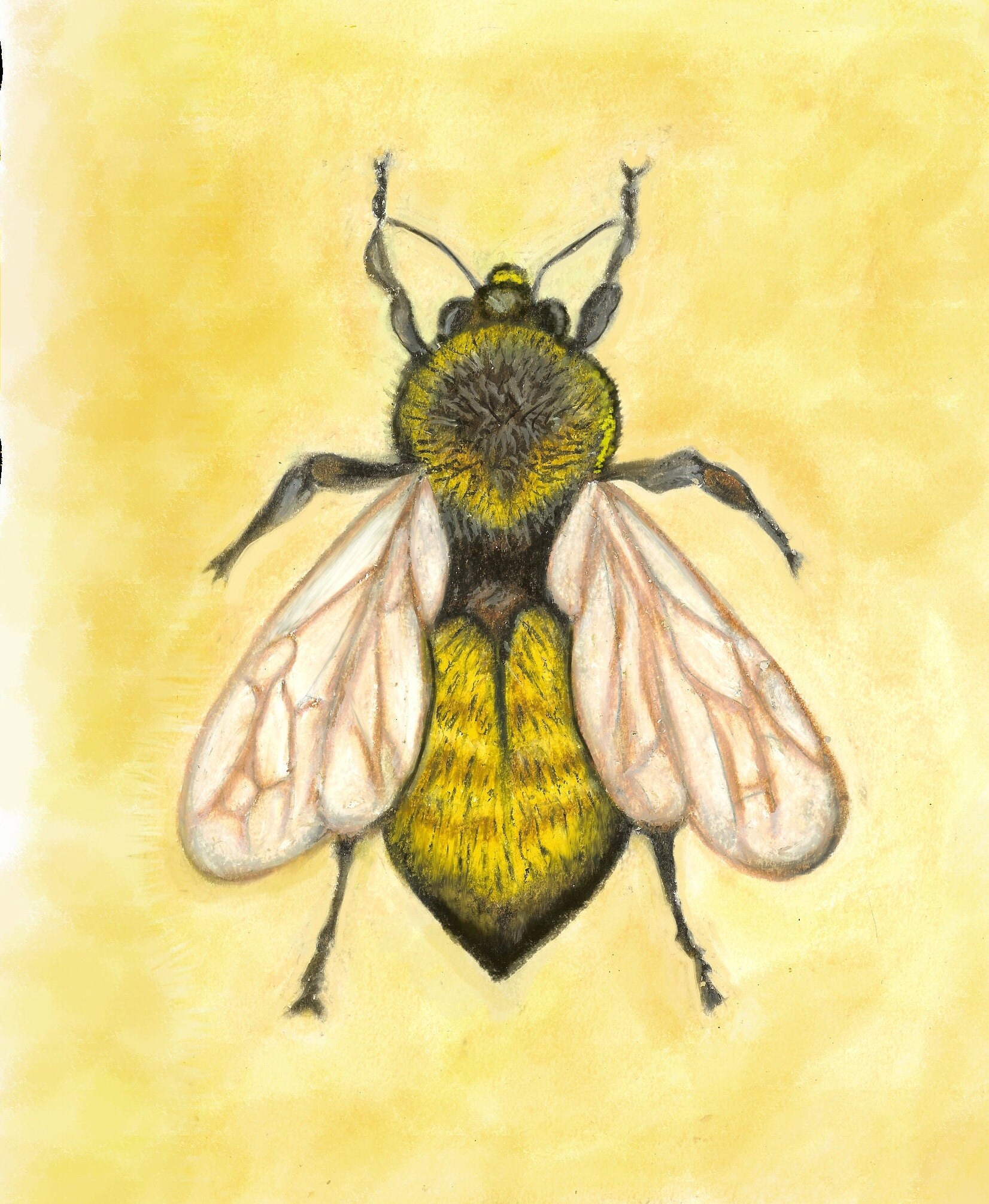 DIGITAL UPLOAD Bee Oil Pastel Drawing Original Art by Madame Sivad - Etsy