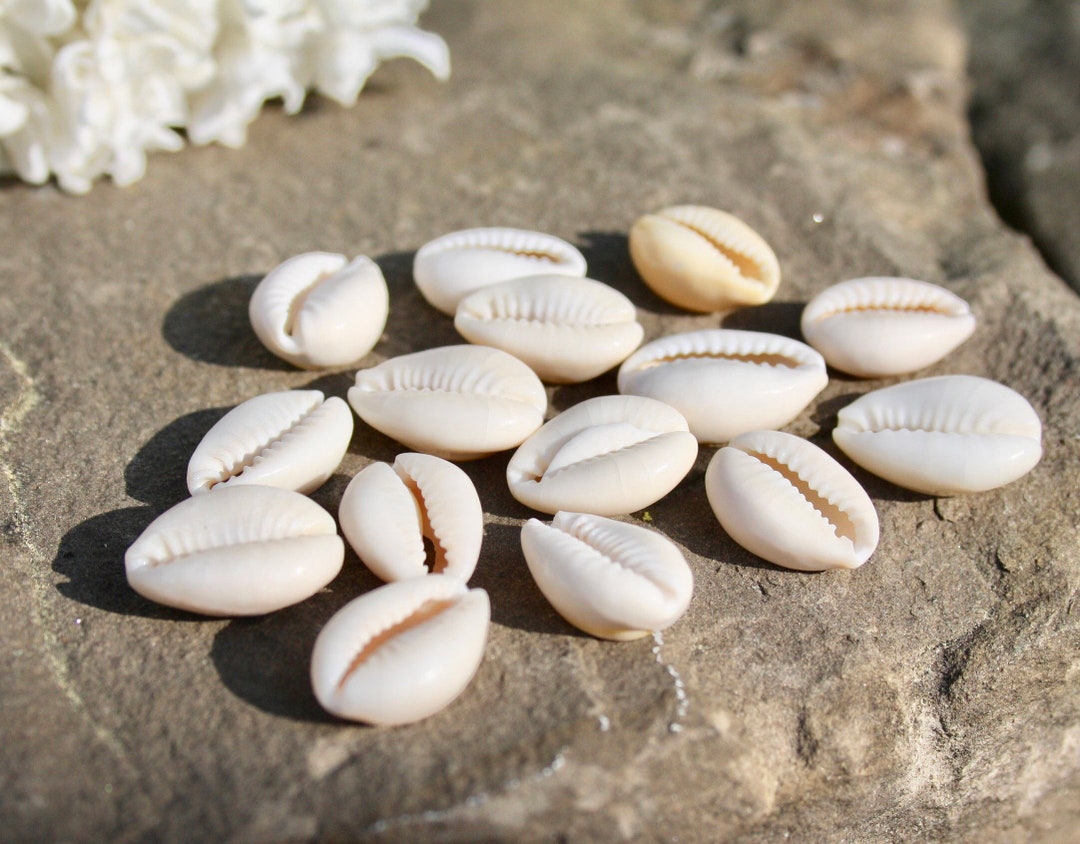 15 Pcs Shell, Connector Shell, Connector, Shell Pendant, Cauri Shell - Etsy