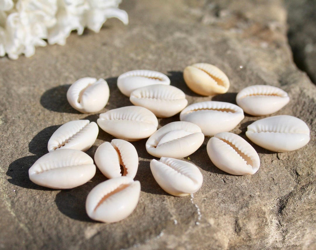 15 Cauri Shell Connectors, Shell Pendants - Etsy