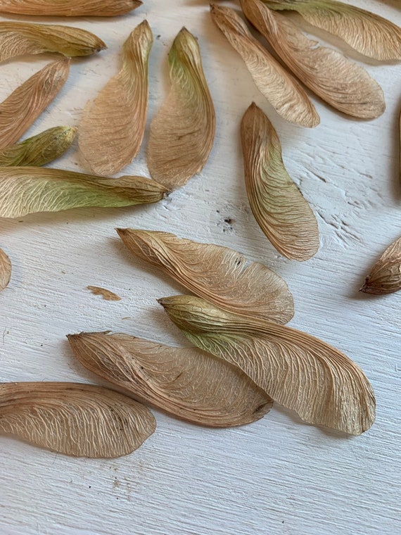 Maple Tree Seed Pods