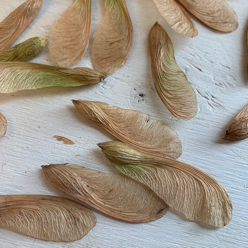 Maple Tree Seeds - Etsy