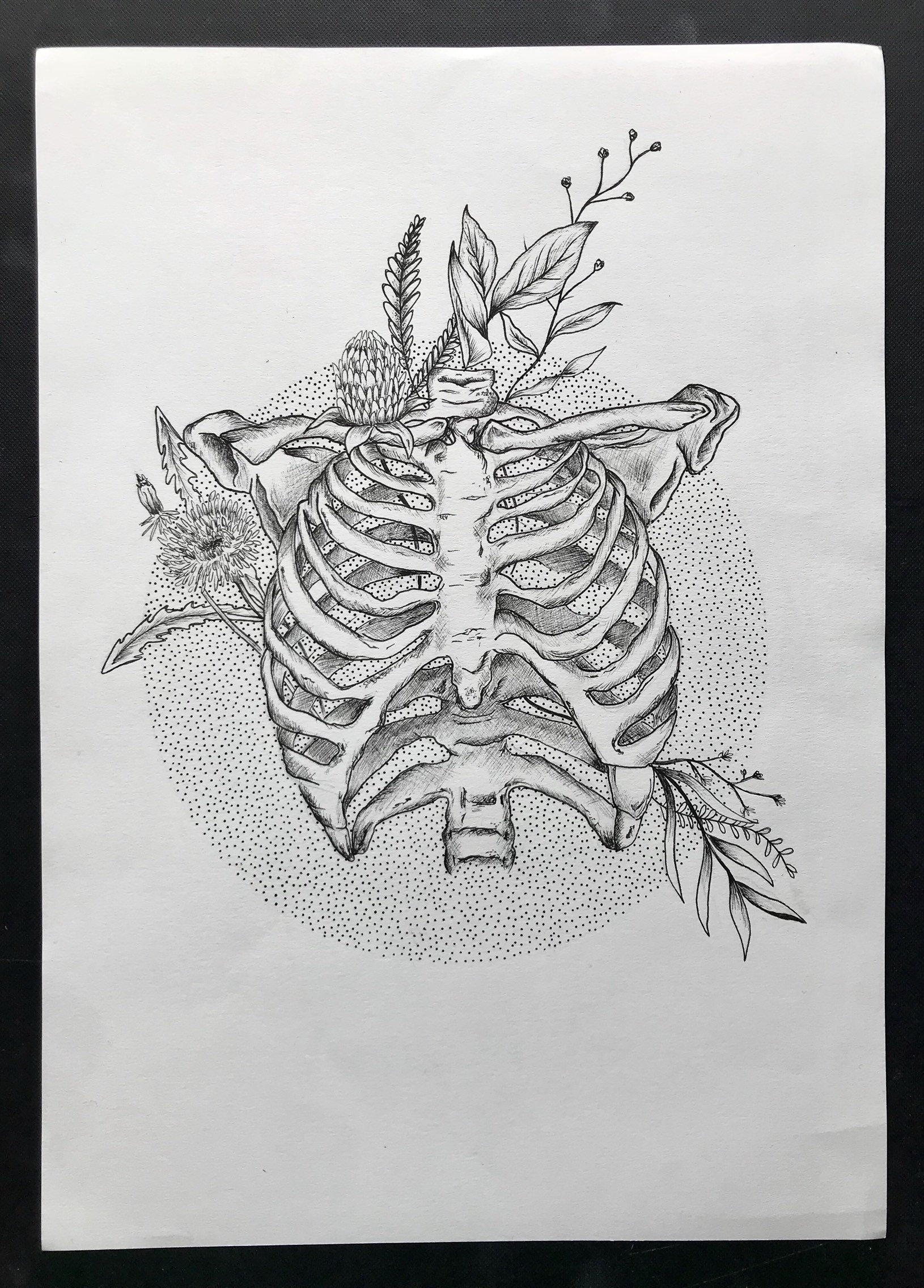 Draw Ribs Skeleton
