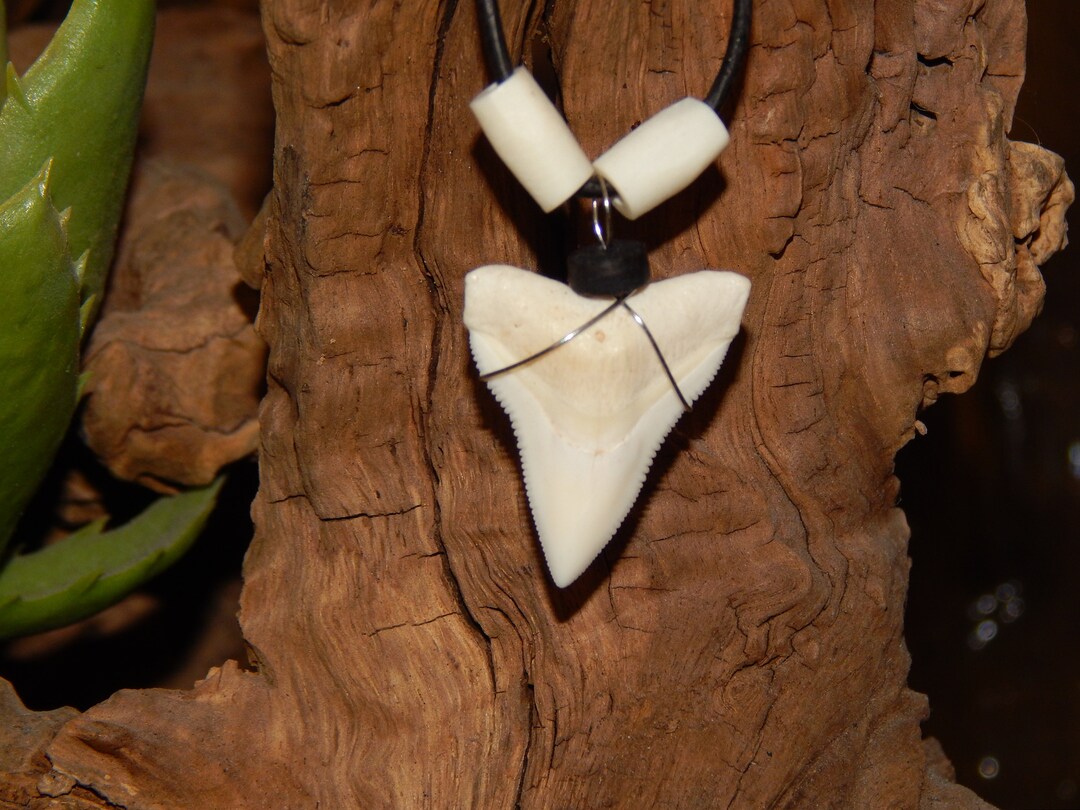 Large, REAL Shark Tooth Necklace Made of High-quality Leather With ...