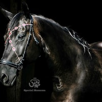 Medieval Style Tack - Etsy