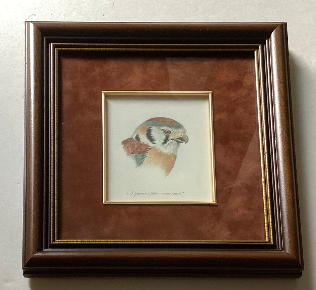 Vintage Nancy J Shumaker Pallan Watercolor Painting, Kestrel Hawk ...
