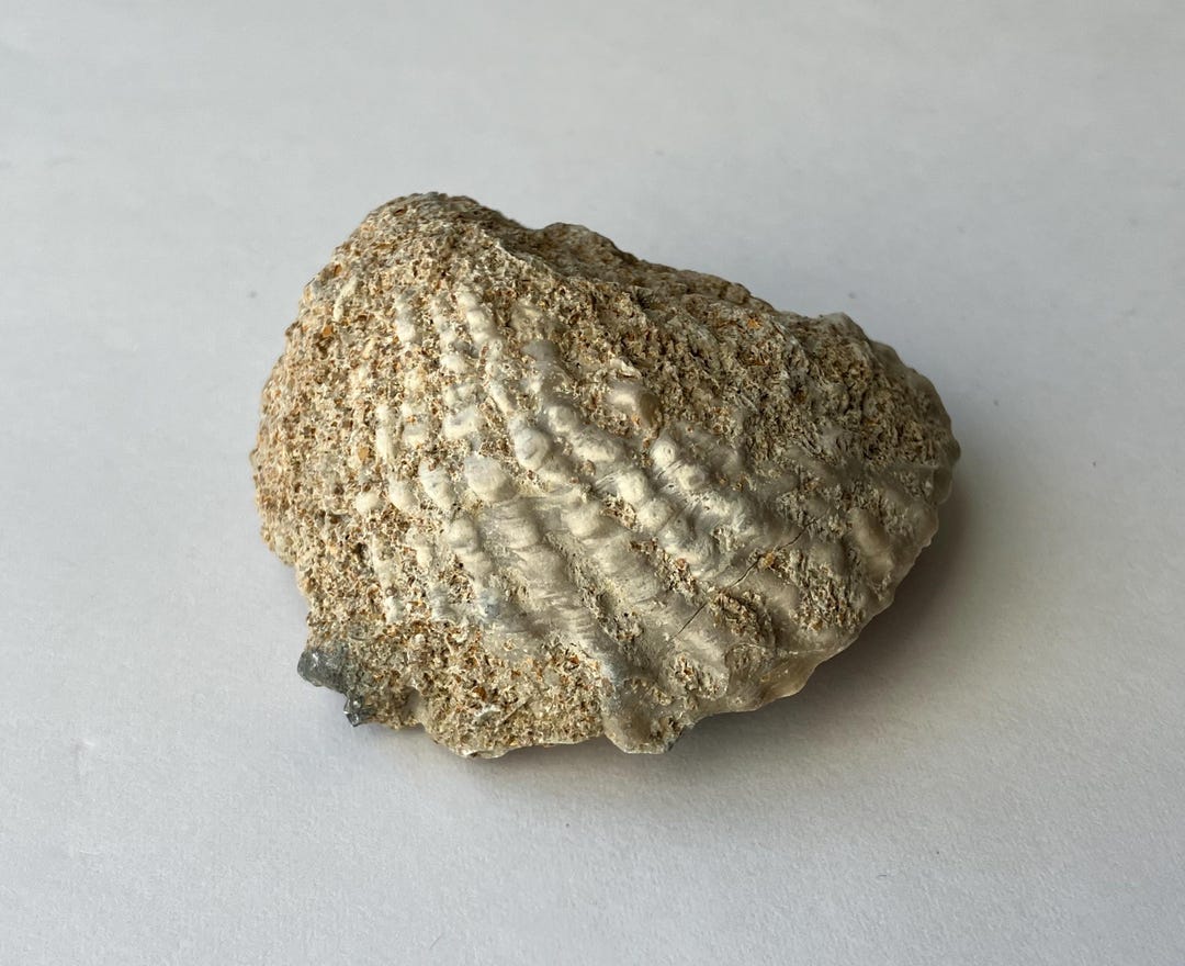 Pre-historic Oyster Bivalve Shell Fossil - Etsy