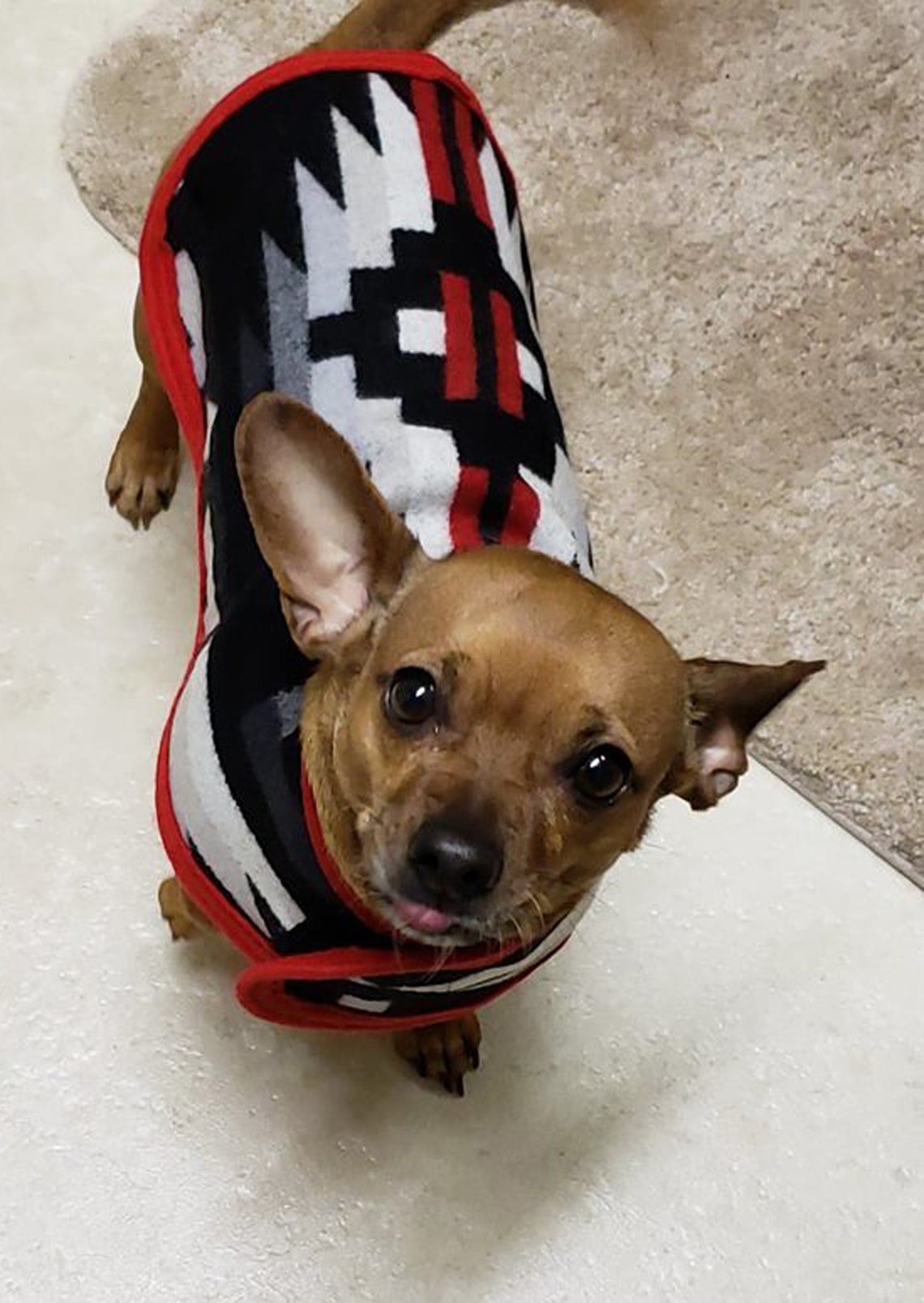 Red & Black Pendleton Wool Dog Coat - Featuring Exclusive D-ring ...