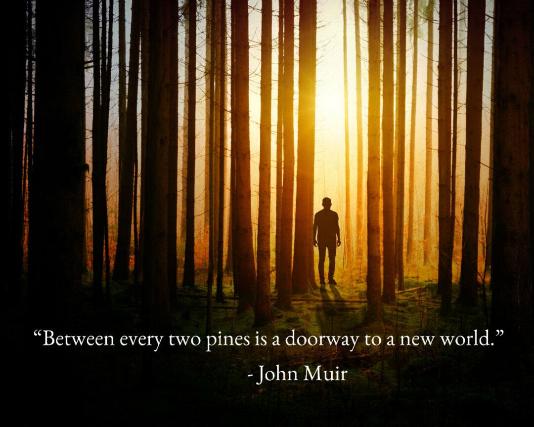 John Muir Nature Quote. between Every Two Pines is a - Etsy
