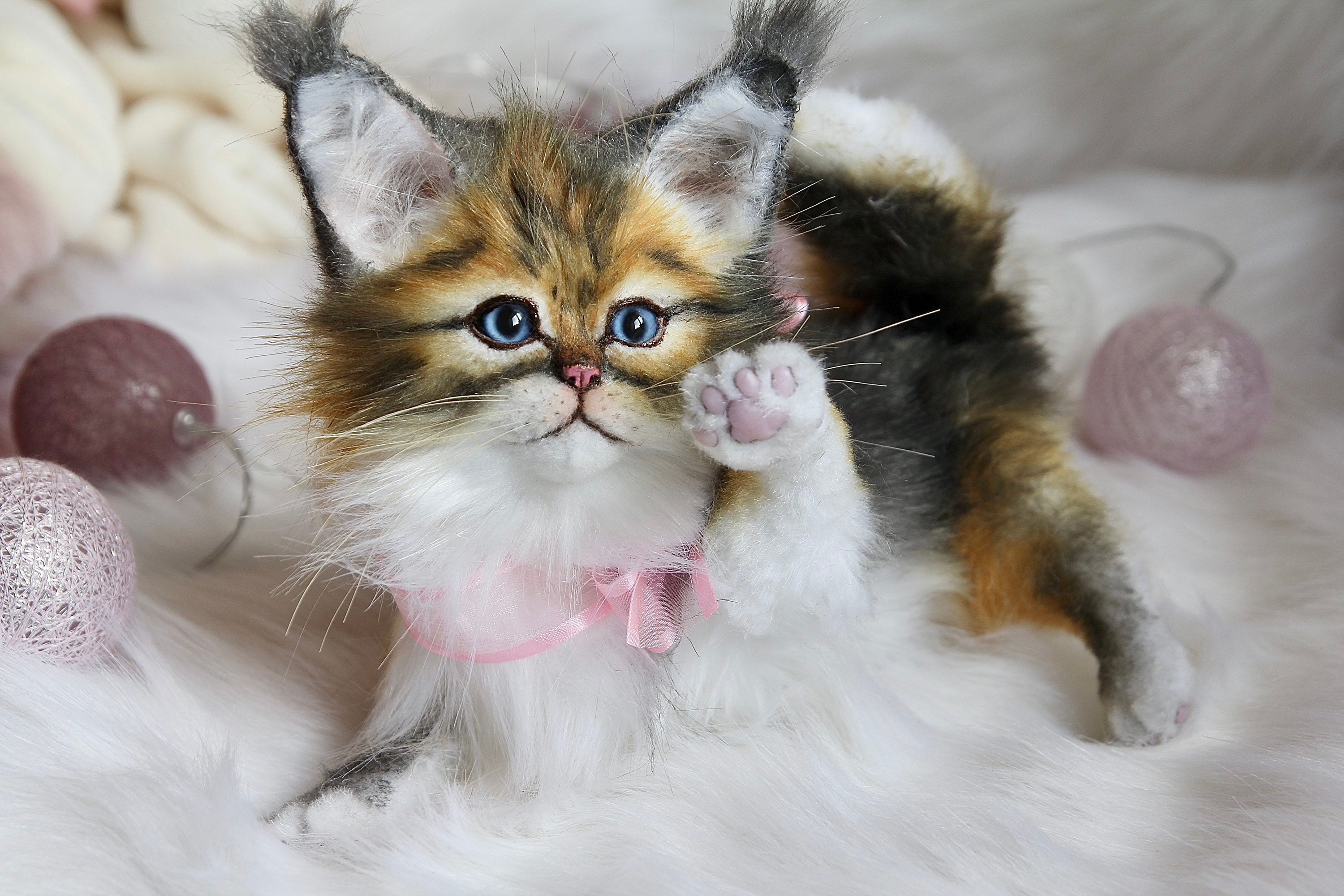 Teacup Calico Persian Kittens