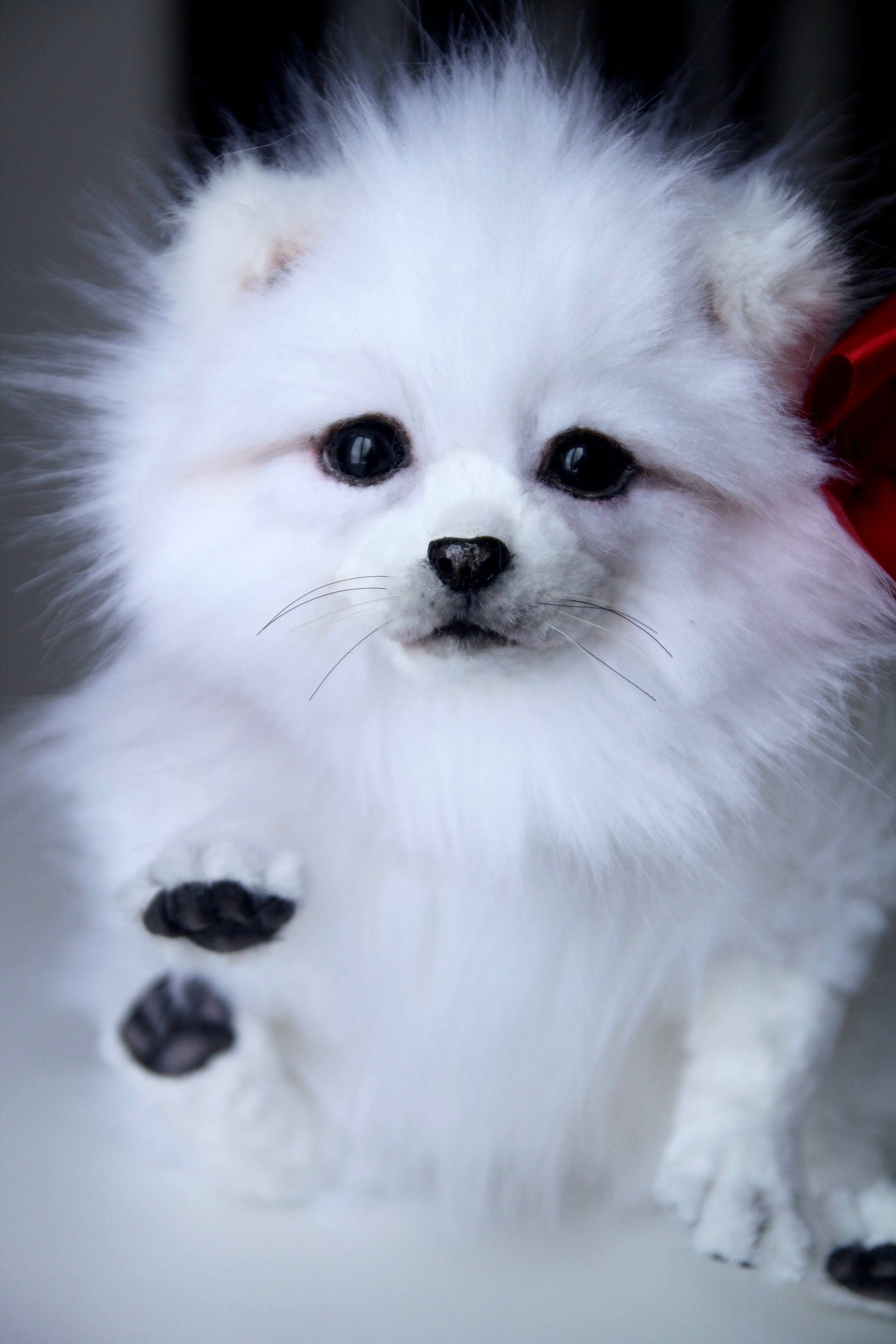 Witte Speelgoed Pomeriaan Hond Bobby Gebroken Wit Katoen