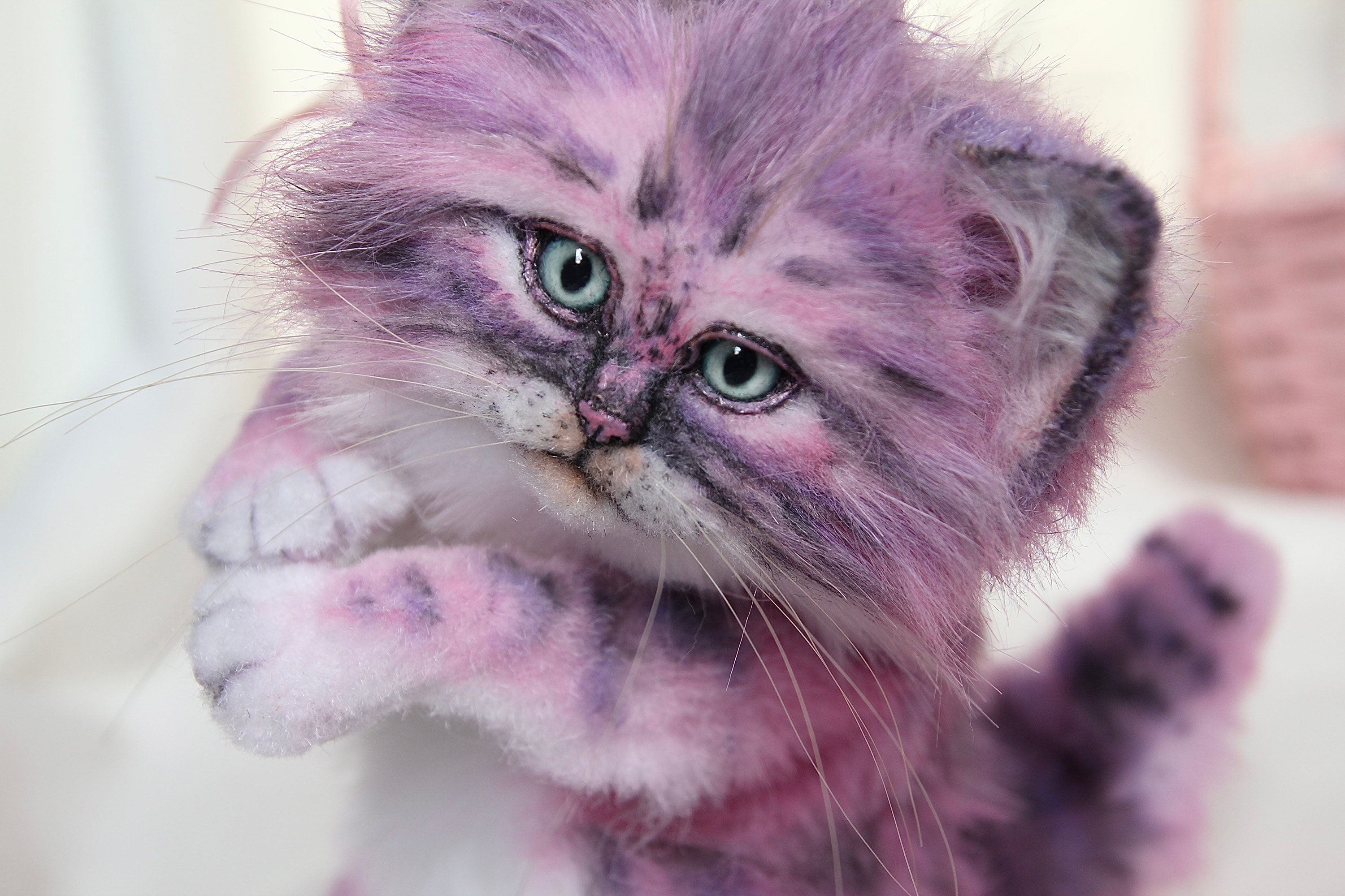 Pink Kitten Fabulous Kitten Alice in Wonderland Cheshire - Etsy