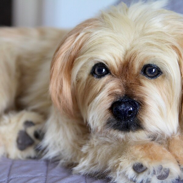 Realistic Dog - Etsy