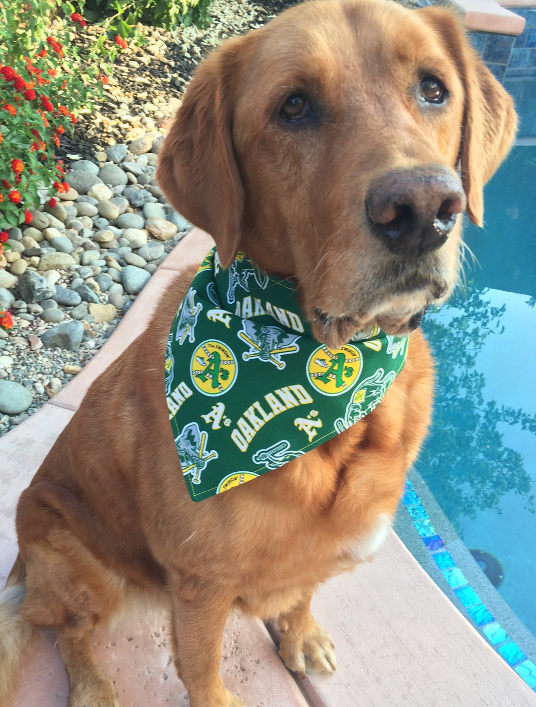 Oakland A’s HU Rag (dog Bandana) Large 24” - Etsy