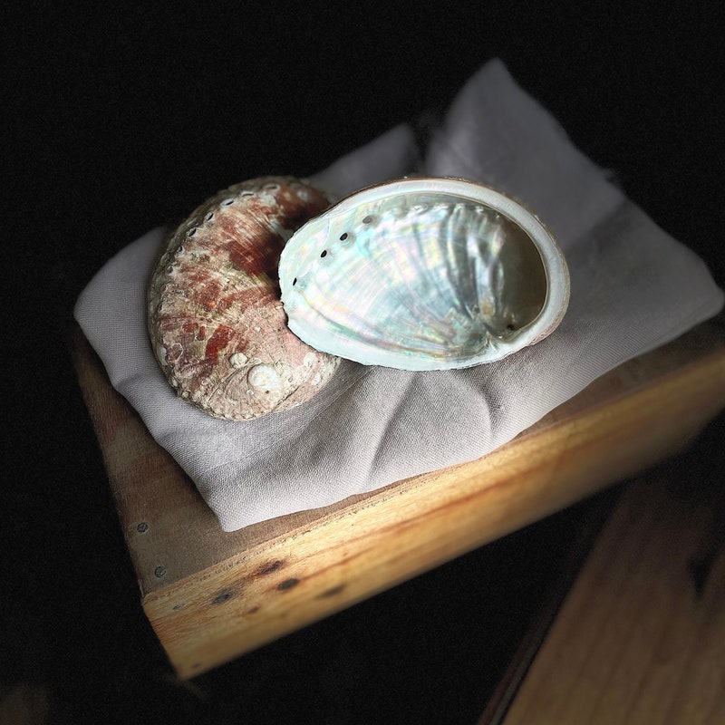 Abalone Shell - Etsy