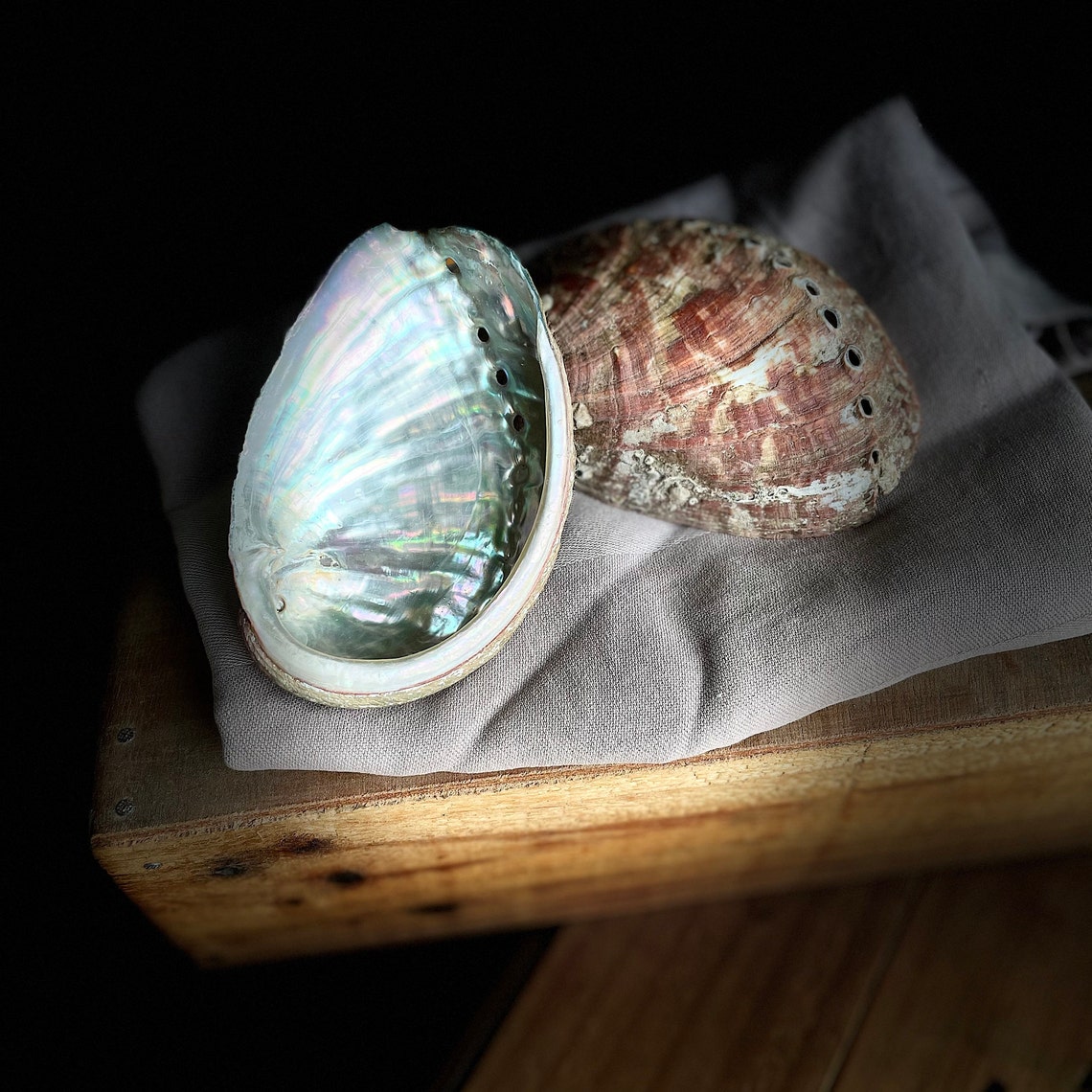 Belles Coquilles Ormeaux - Abalone shell - Haliotis - Taille >9,5 cm ...