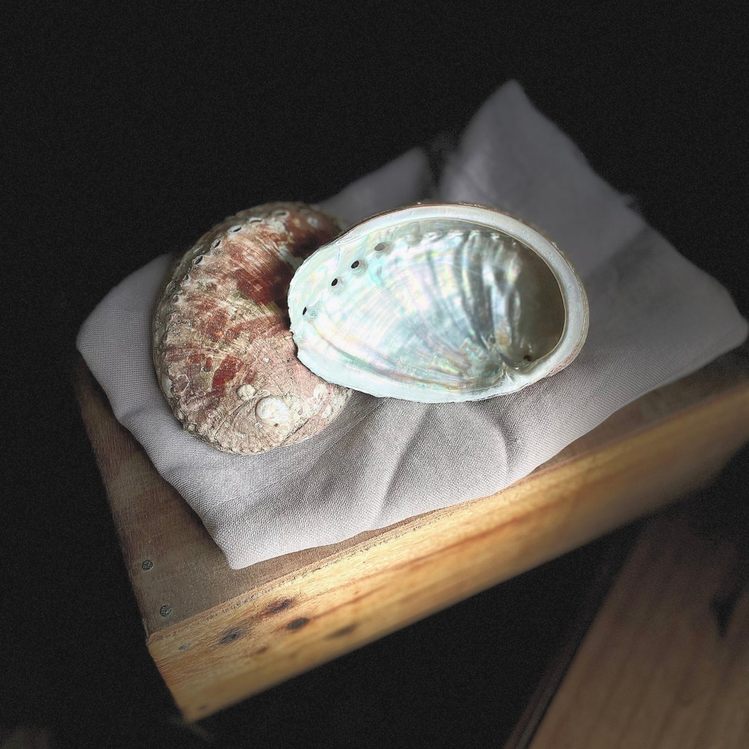 Belles Coquilles Ormeaux - Abalone shell - Haliotis - Taille >9,5 cm ...