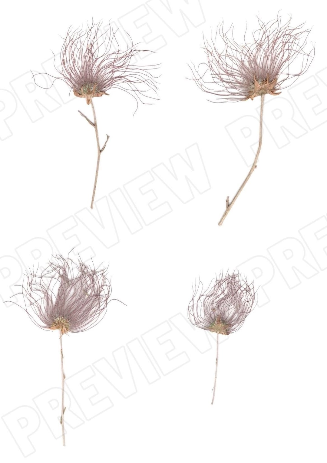 Digital Download REAL Pressed Flowers- Apache Plume, Wild Flowers for Invitations, Mixed Media ...