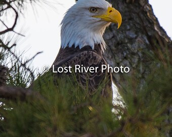 Bald Eagle Taiga Biome