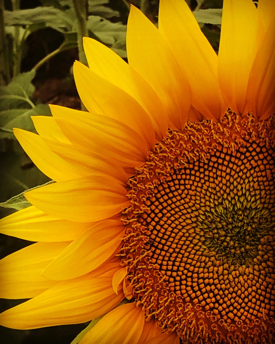 Sunflower Power - Etsy