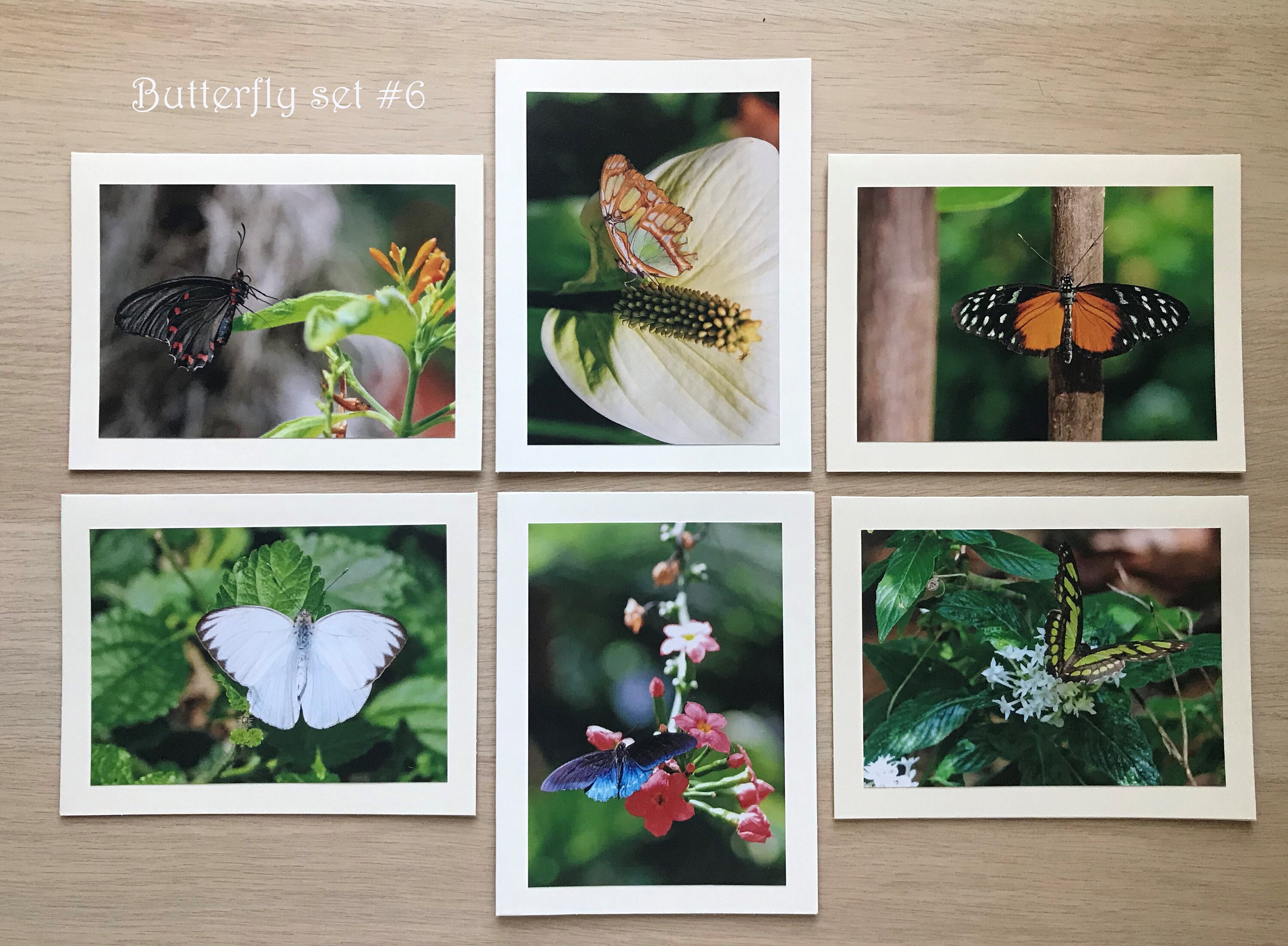 Butterfly Note Cards Set 06 - Etsy