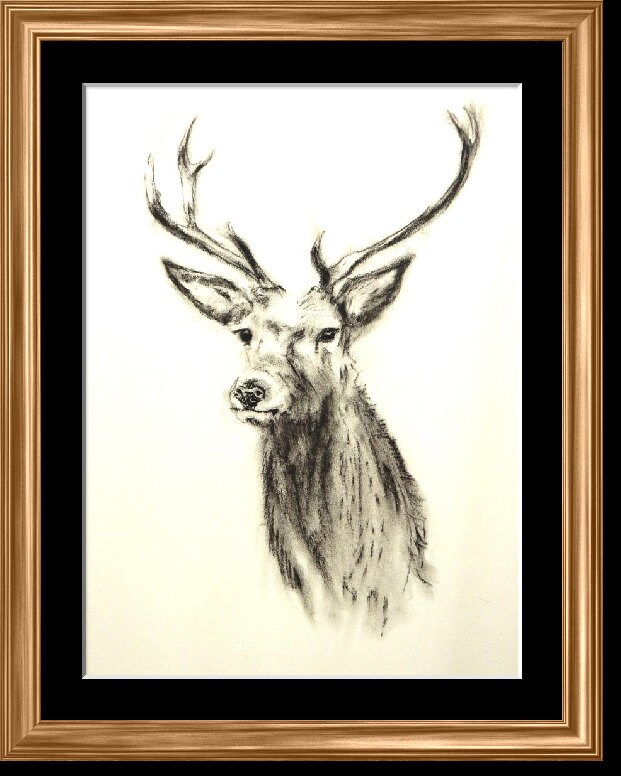 Stag Portrait: Black and White Charcoal Drawing (digital Download) - Etsy