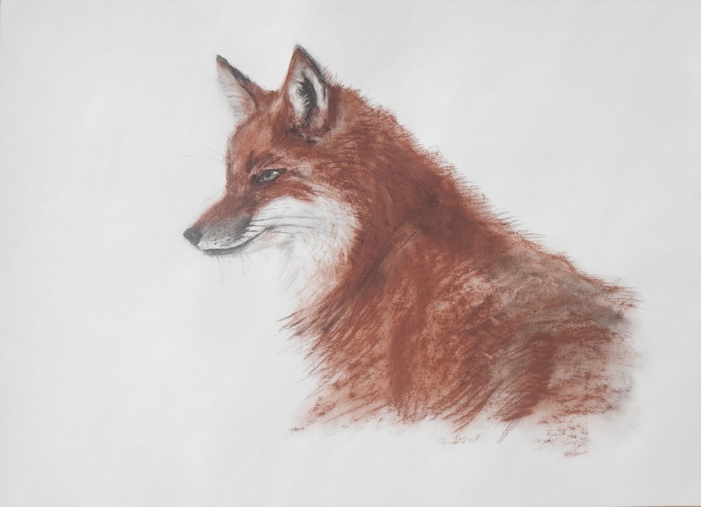 Original Fox Portrait, Colour Fox Drawing, Fox, Red Fox, Fox Art, Red ...