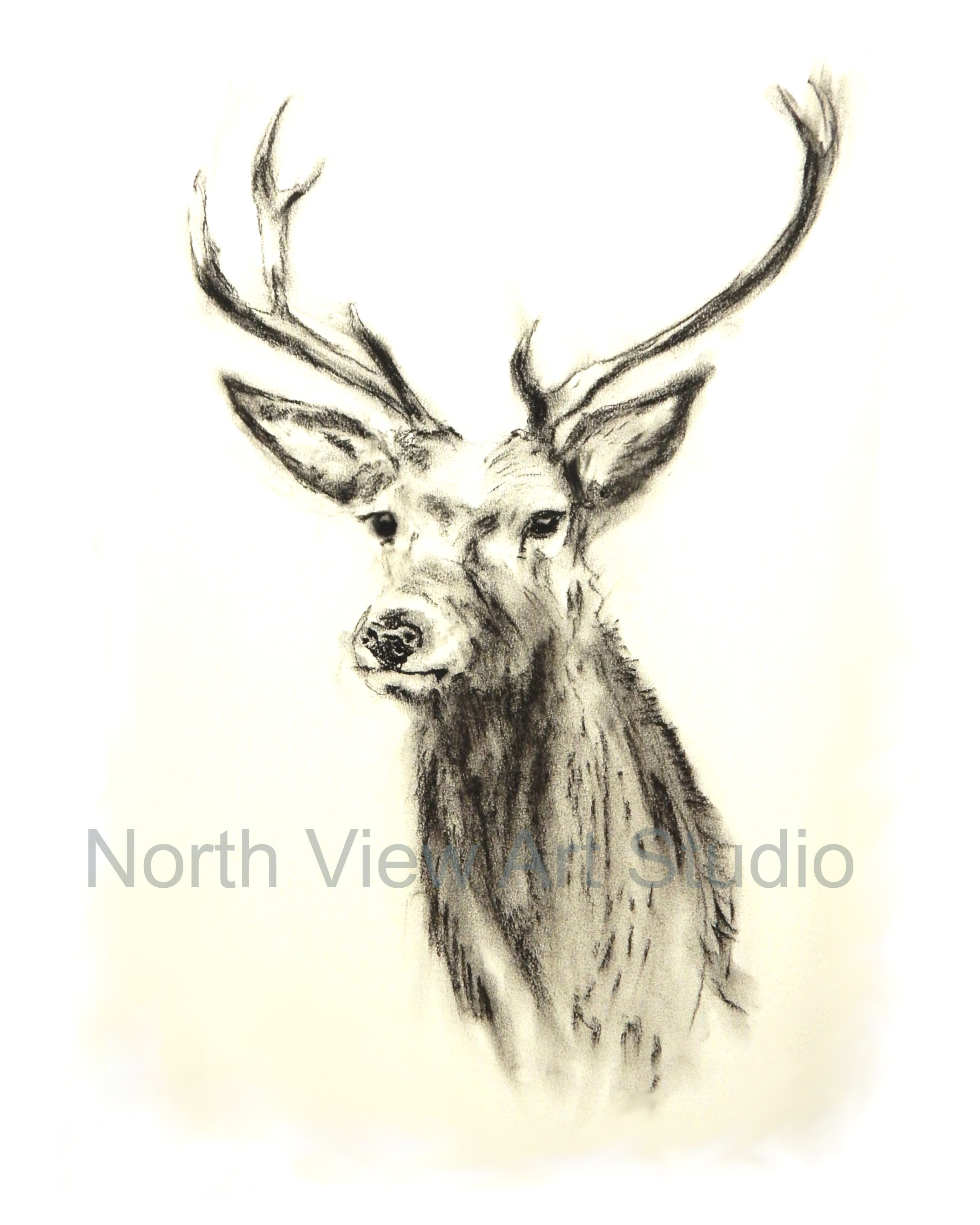 Stag Drawing