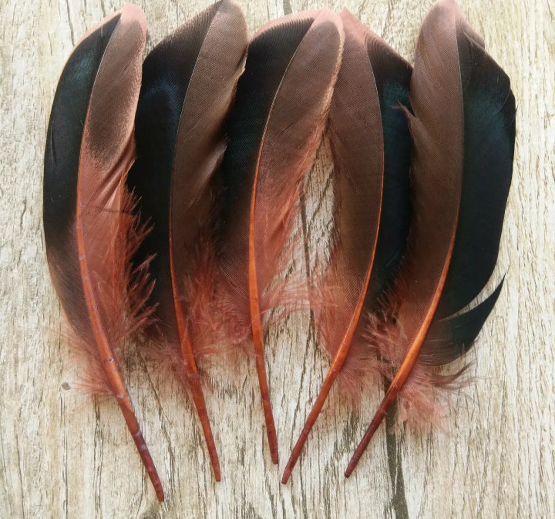 Beautiful Brown Duck Feathers X 10 Pieces - Etsy