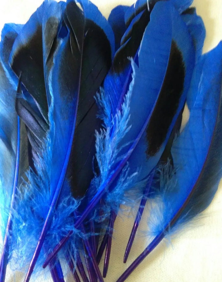 Beautiful Blue Duck Feathers X 10 Pieces - Etsy