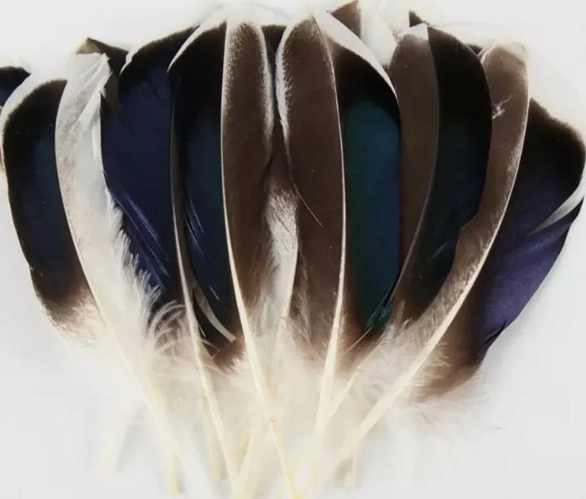 Beautiful Natural Duck Feathers X 10 Pieces - Etsy
