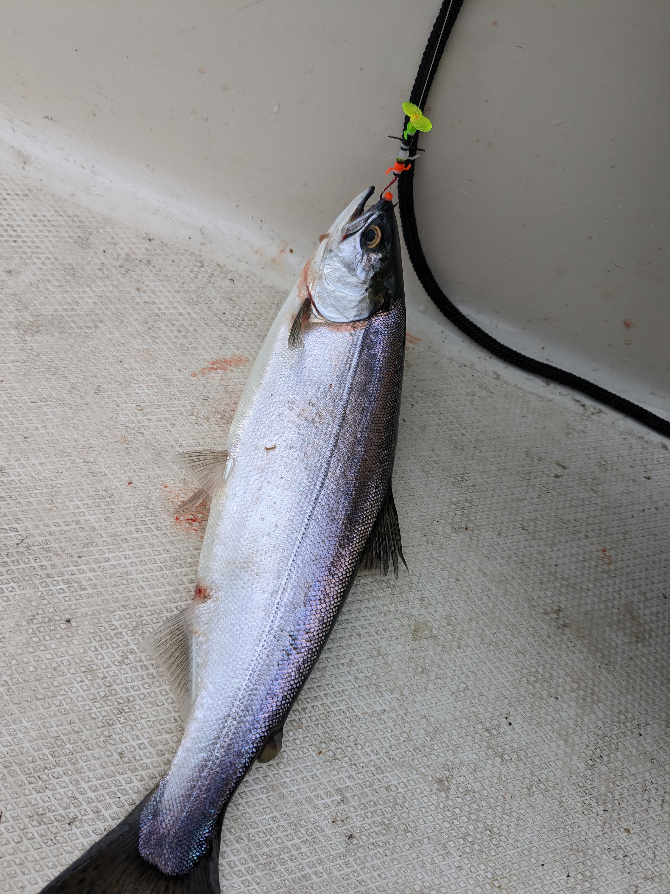 Leggy Bug Trolling Rig Trout Kokanee Perch Ready to Fish - Etsy