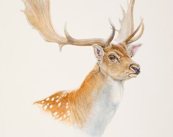 Fallow deer art | Etsy