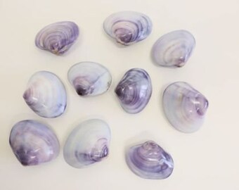 Blue sea shells | Etsy