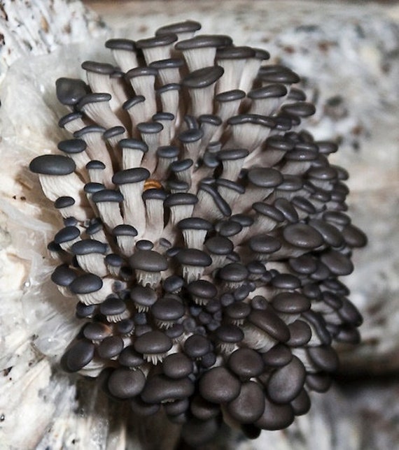 20 G Fresh Pleurotus Sajor-caju GREY OYSTER Mycelium Buy - Etsy