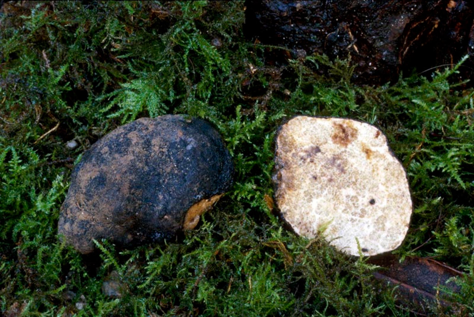 10 G Fresh OREGON BLACK TRUFFLE Mycelium Leucangium | Etsy Canada