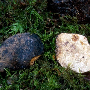 10 G Fresh OREGON BLACK TRUFFLE Mycelium Leucangium - Etsy Canada