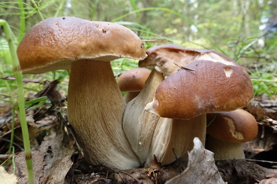 15 g CEP PORCINI freschi Boletus edulis Micelio Acquista Funghi Semi di ...